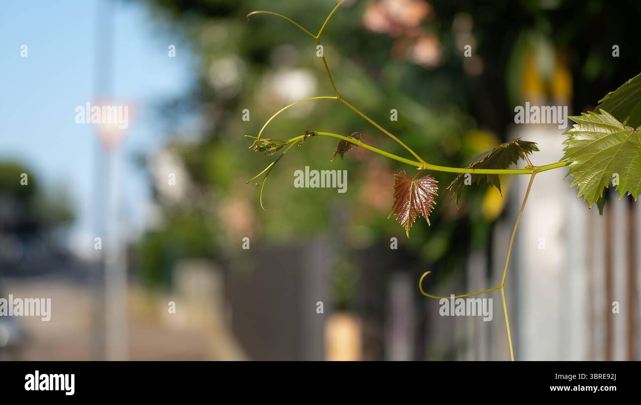 Close-up of a grape vine with young leaves and curling tendrils growing ...