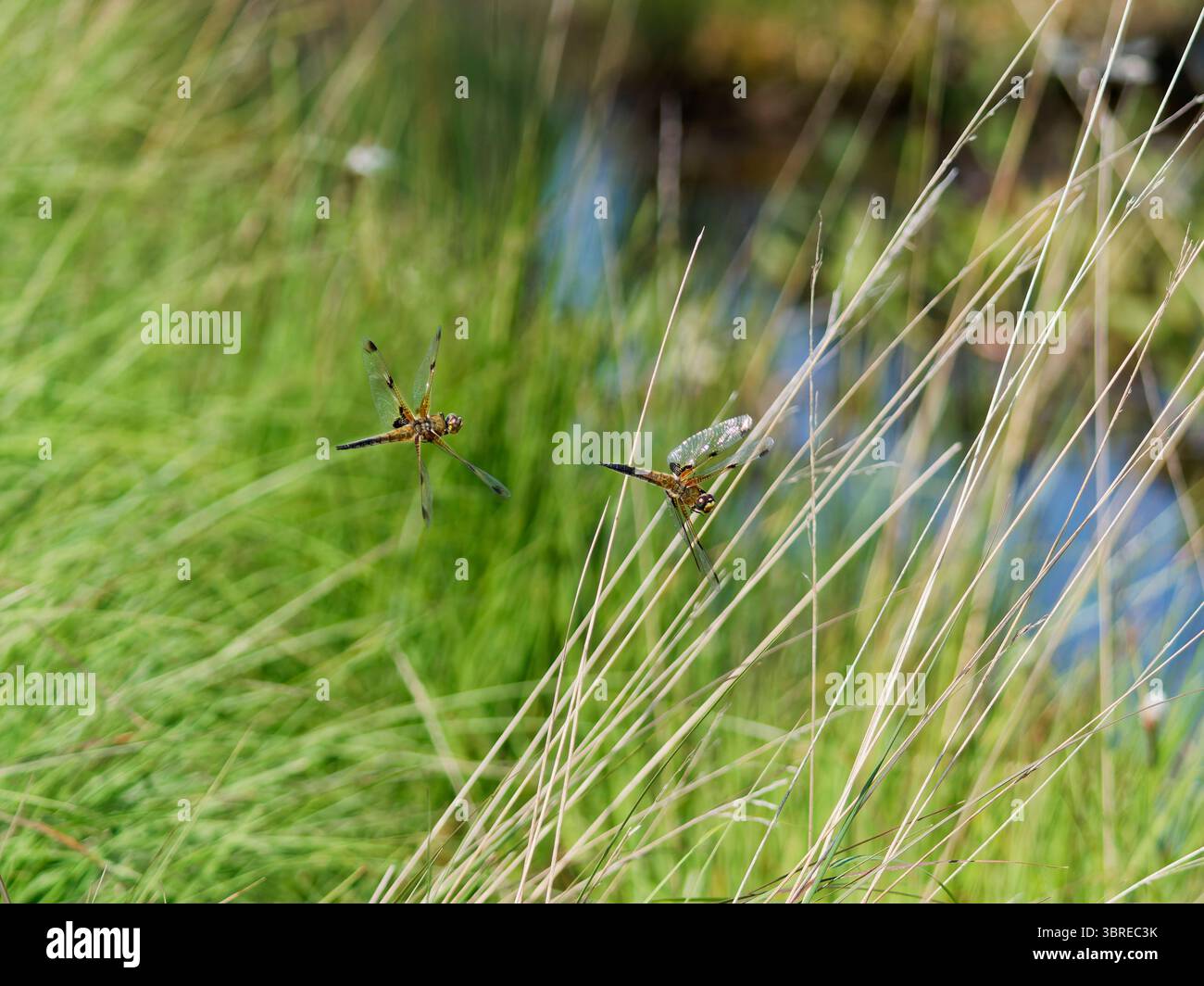 Two four spot chaser dragonflies Stock Photo - Alamy