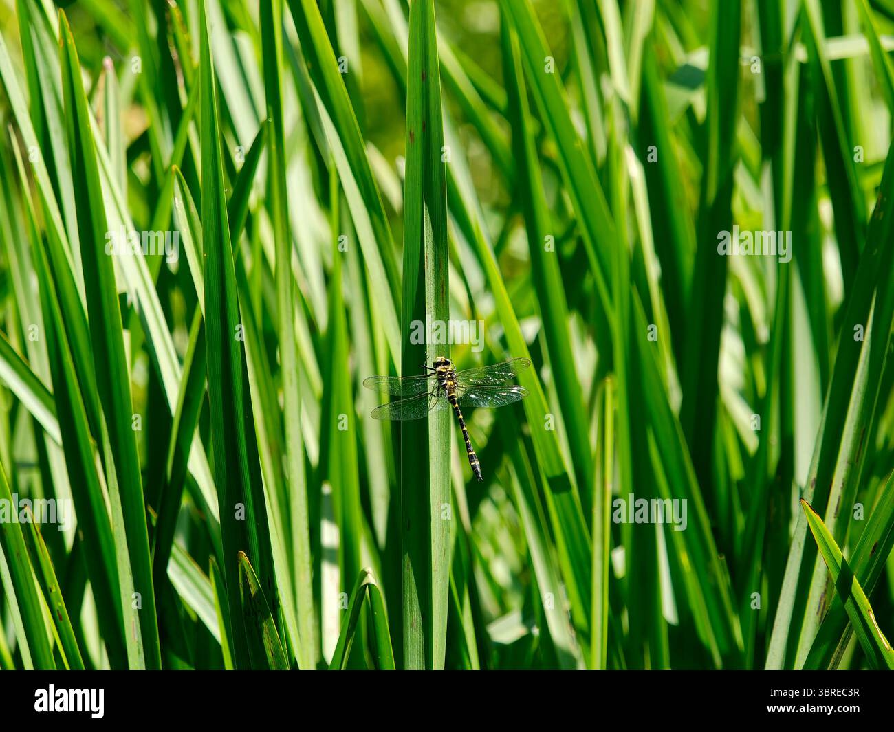 Golden ringed dragonfly Stock Photo - Alamy