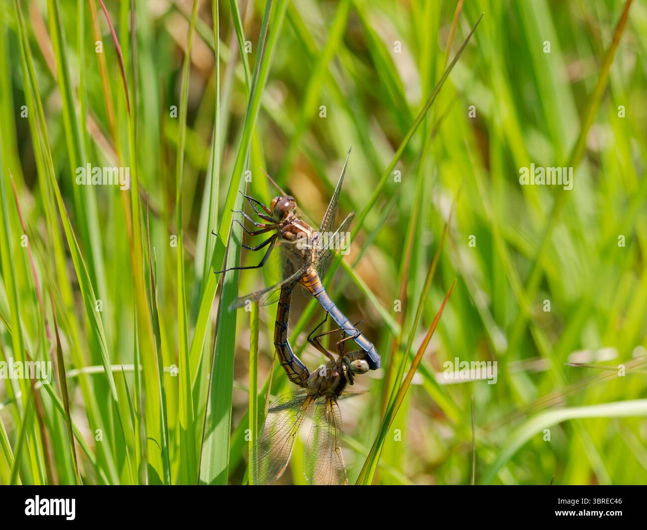 Dragonflies transparent blue wings hi-res stock photography and images ...
