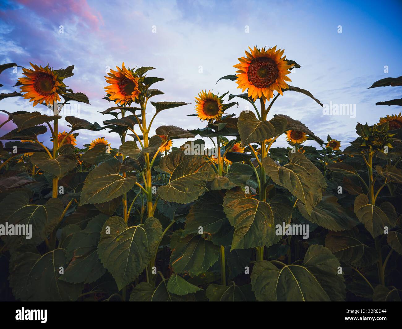 sunflowers at sunrise in calarasi, romania, 29 june 2025 Stock Photo ...