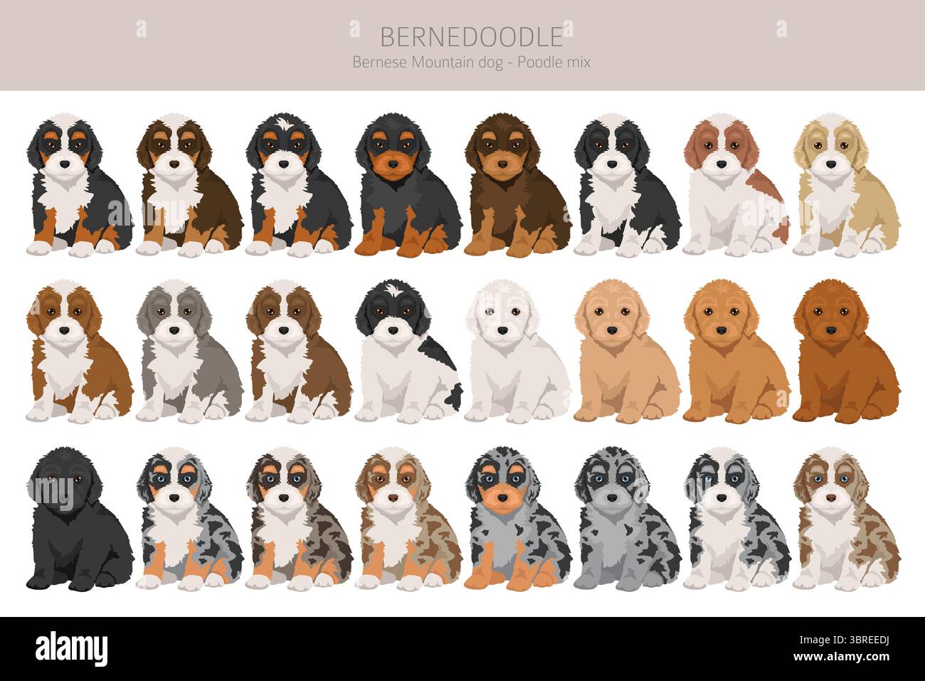 Bernedoodle dog mix clipart. All coat colors set. Bernese moountain dog ...