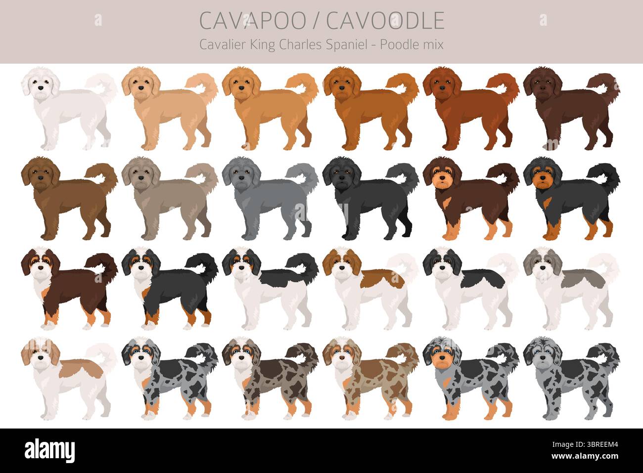 Cavapoo, Cavoodle clipart. Cavalier King Charles Spaniel Poodle mix ...