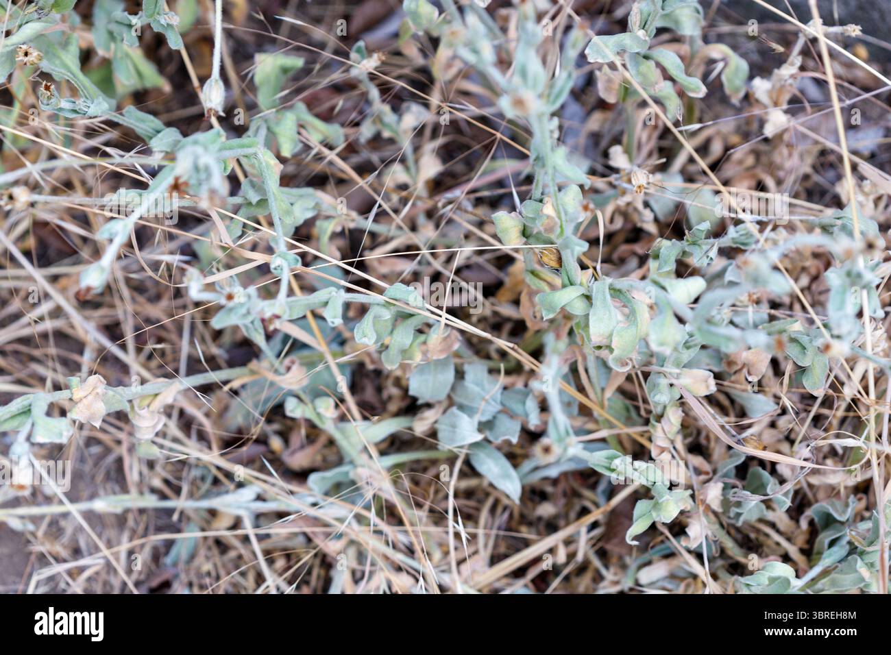 Close-up of dry grasses and pale green plants. Random composition ...