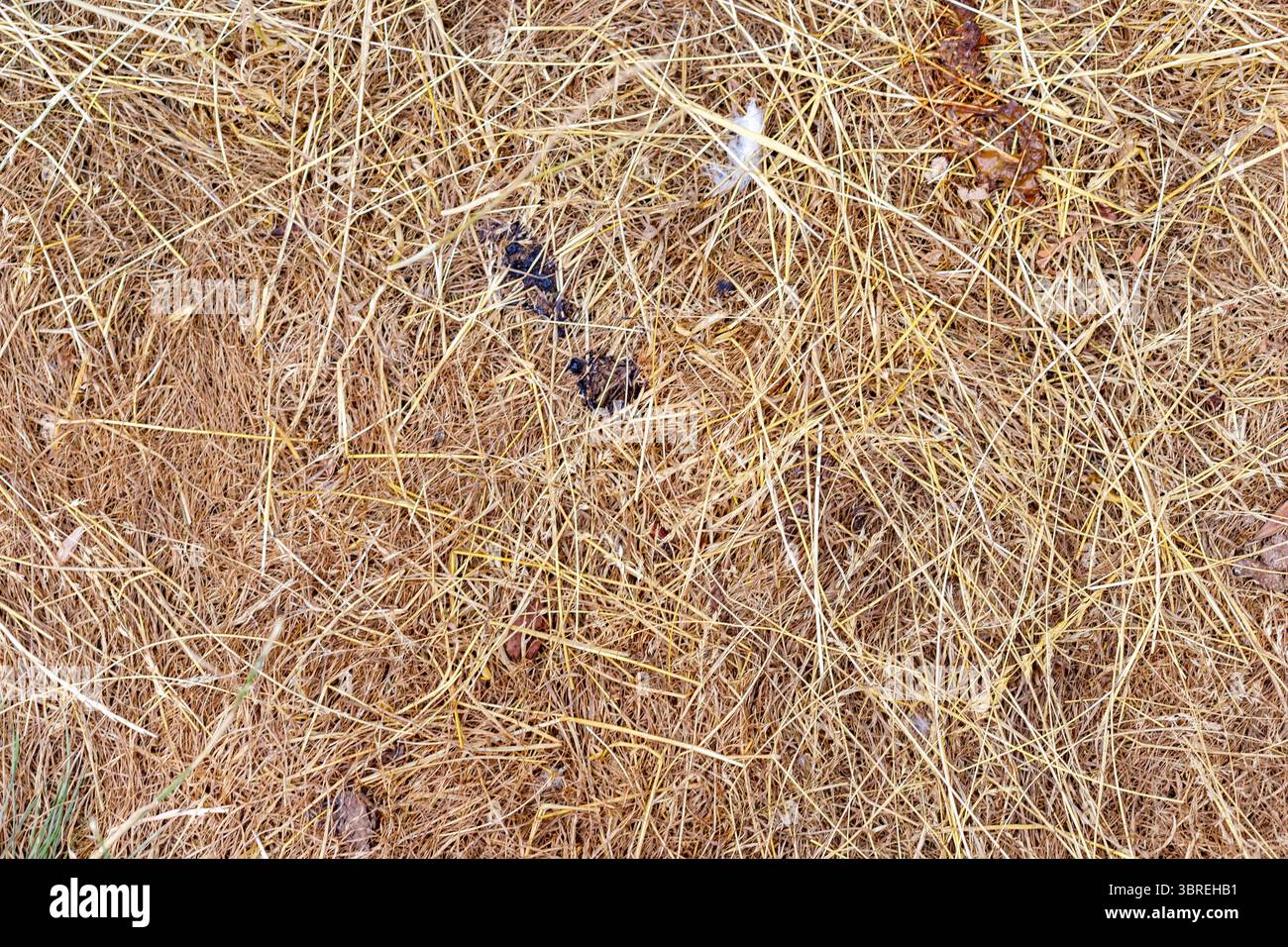 An overhead shot of dry, brown hay strewn with some dark droppings and ...