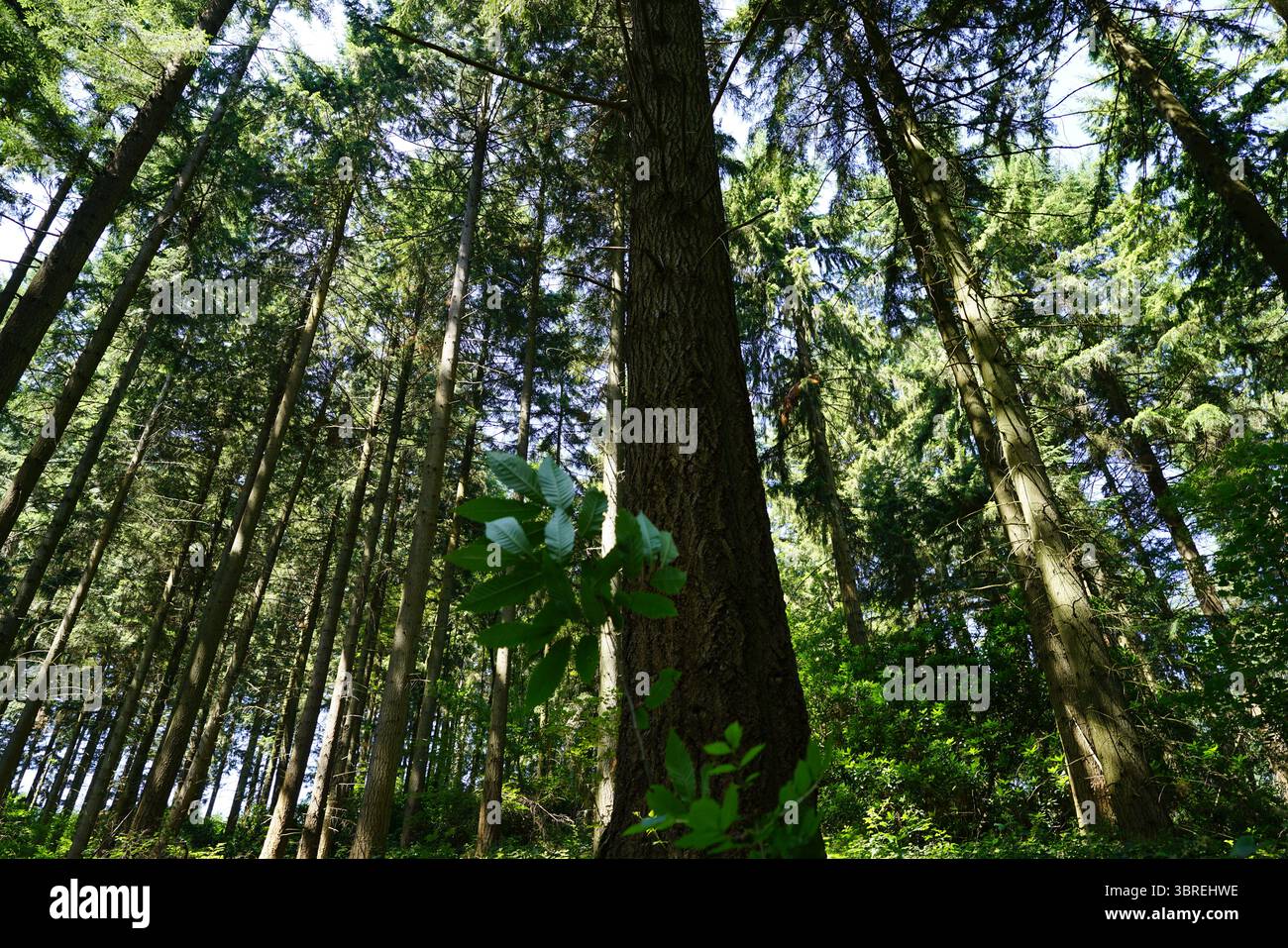 Tall Trees In A Sunlit Forest With Green Foliage All Around. Dorking ...