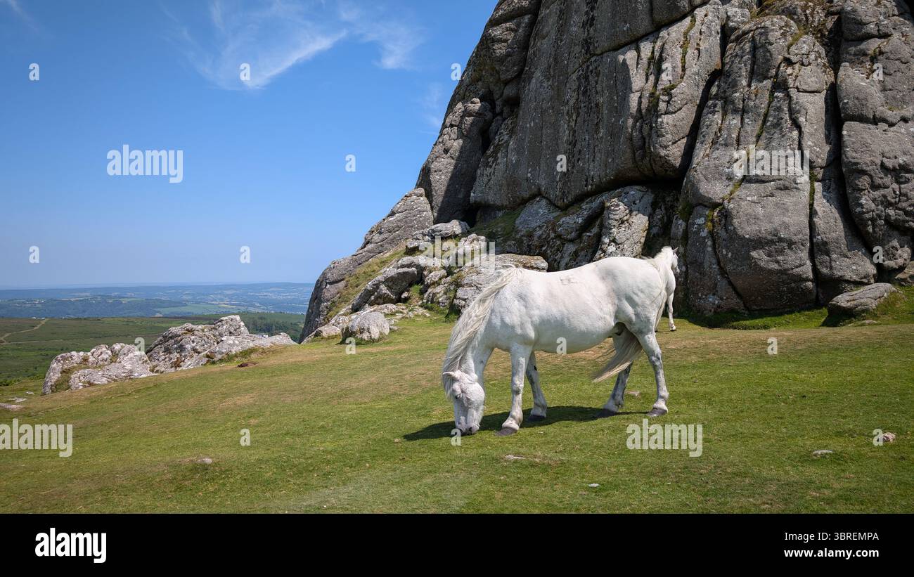 Wild ponies roaming Dartmoor National Park, at the bottom of Haytor ...