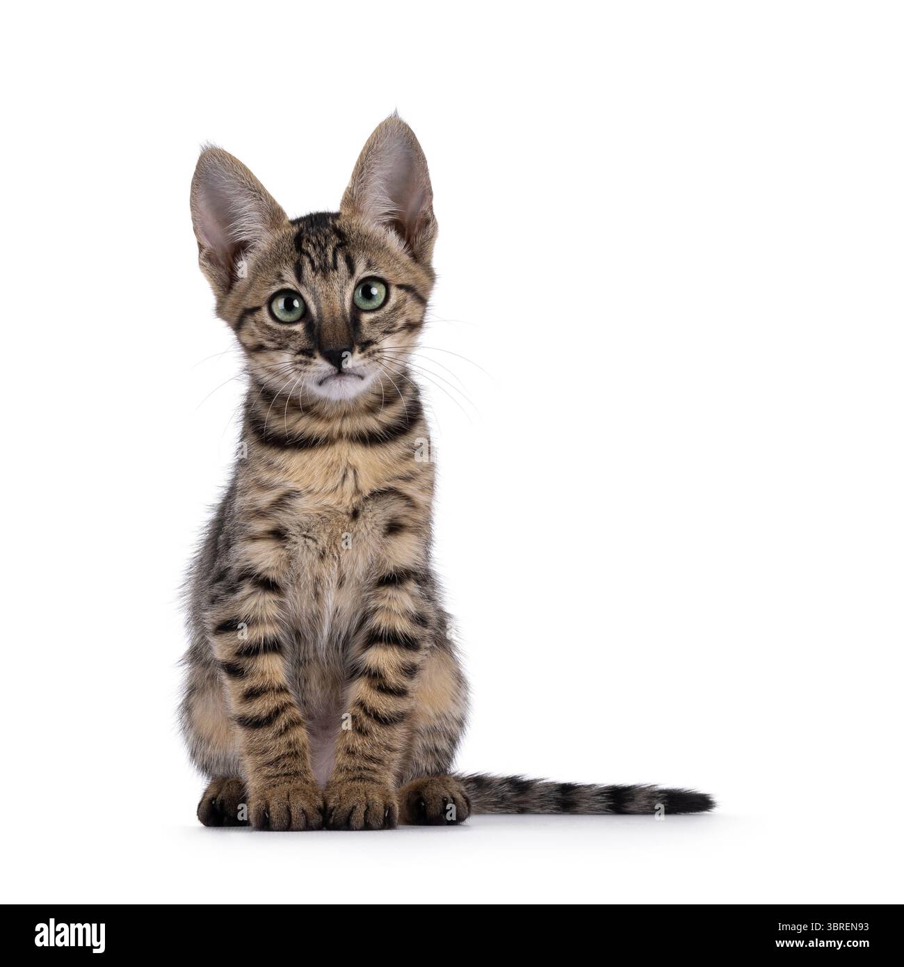 Gorgeous black tabby spotted cat kitten, standing up facing front ...