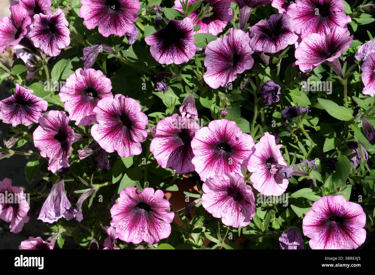 Colorful petunias with deep purple accents bloom radiantly under bright ...