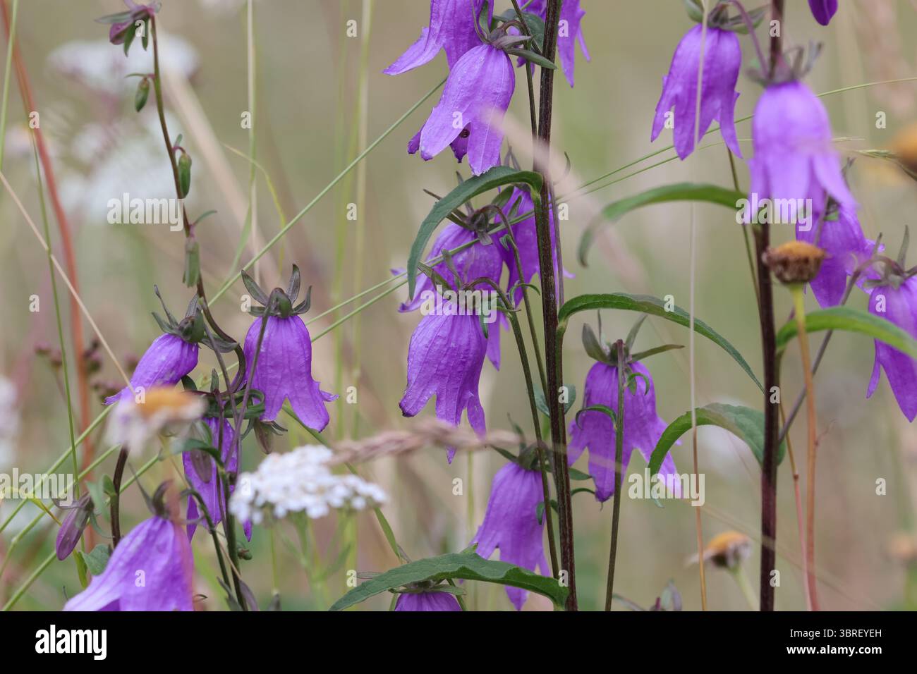 Giant Bellflower (Campanula latifolia) in bloom, showing tall stems and ...