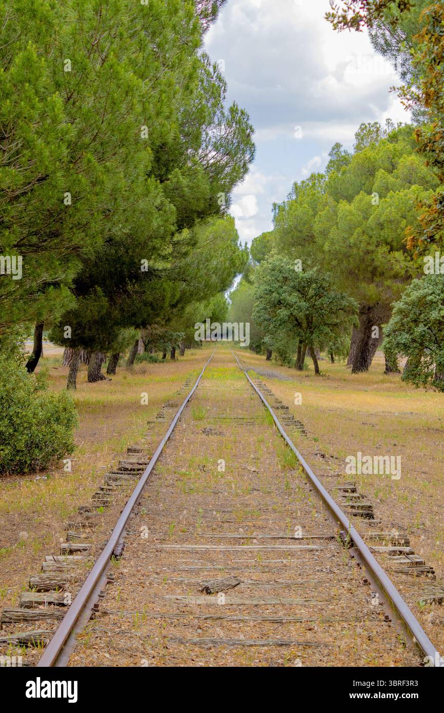 Rusty train tracks disappearing into the horizon, surrounded by lush ...