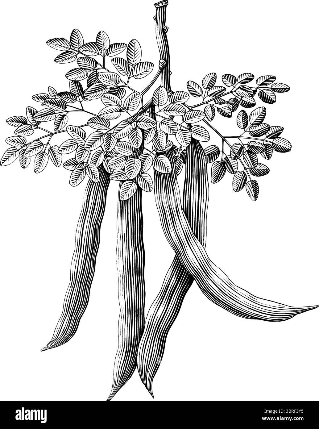 Botanical illustration of Moringa hand draw engraving style black and ...