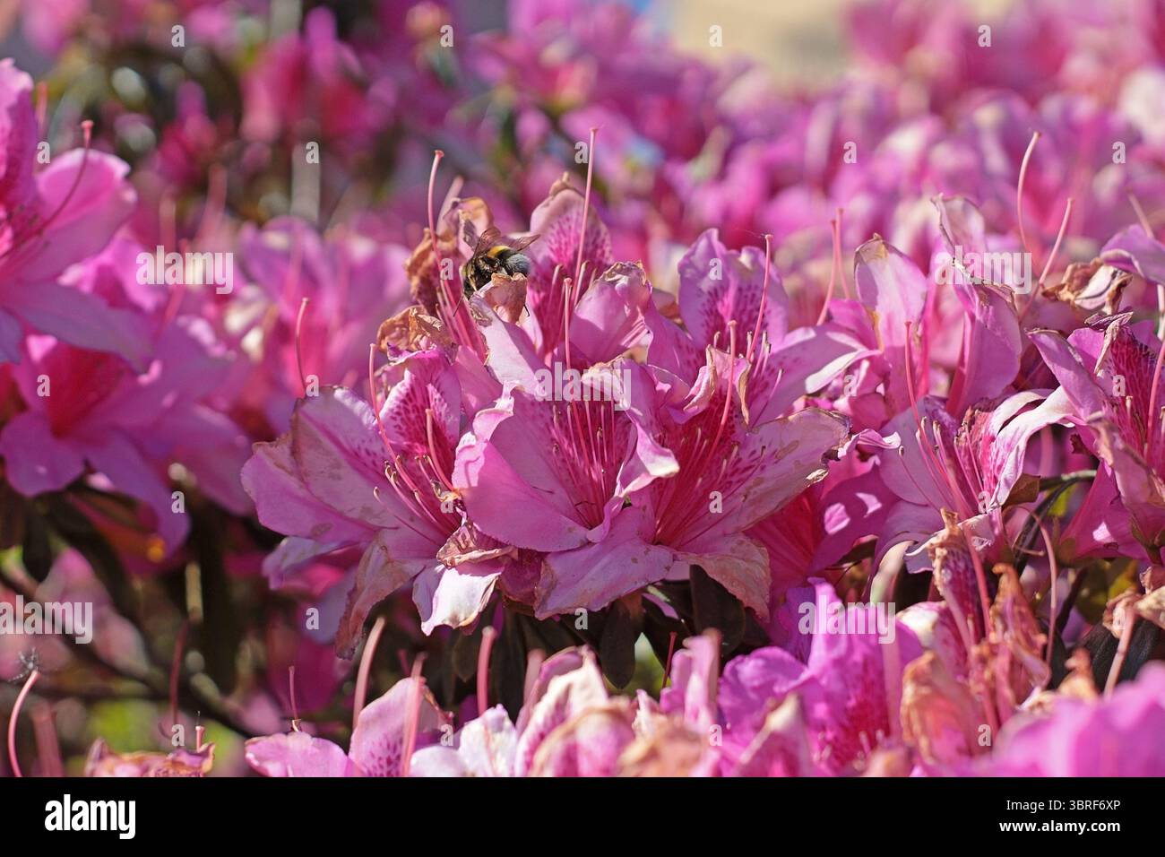 Vibrant floral nectar scene hi-res stock photography and images - Alamy