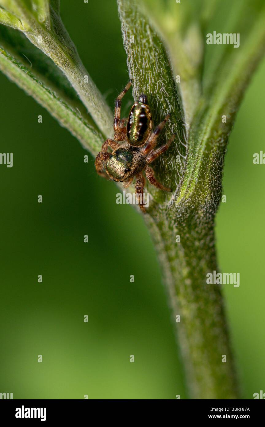 Emerald jumping spider also known as golden jumping spider ...