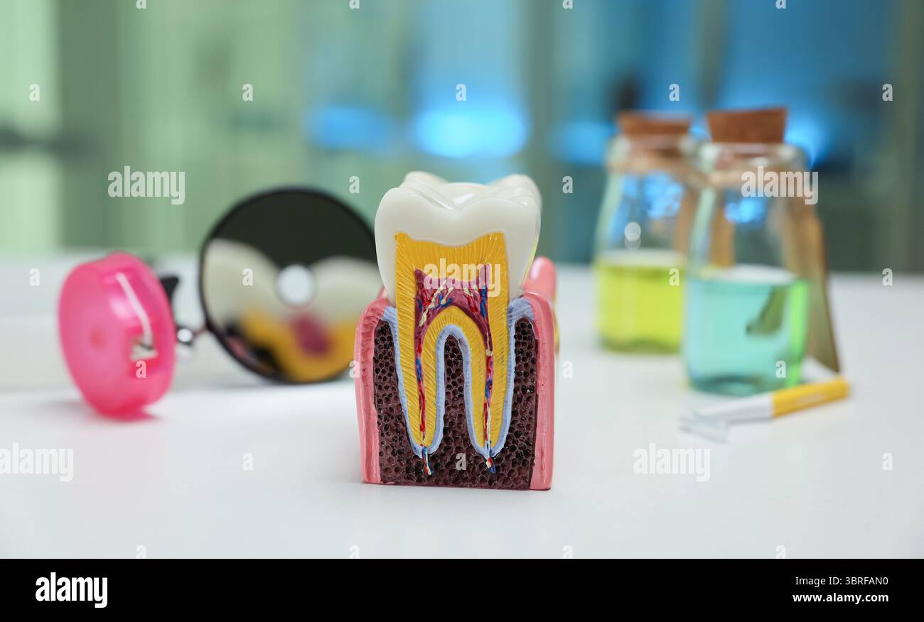 Comprehensive Dental Anatomy Model featuring Tooth and a Variety of ...