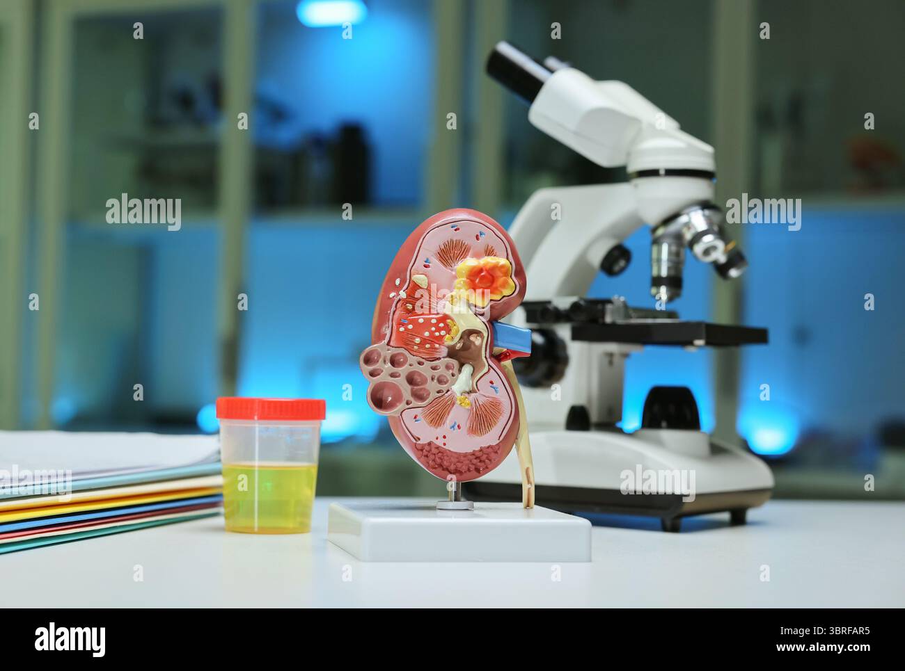 A Kidney Model under a Microscope is set up in a Laboratory Environment ...