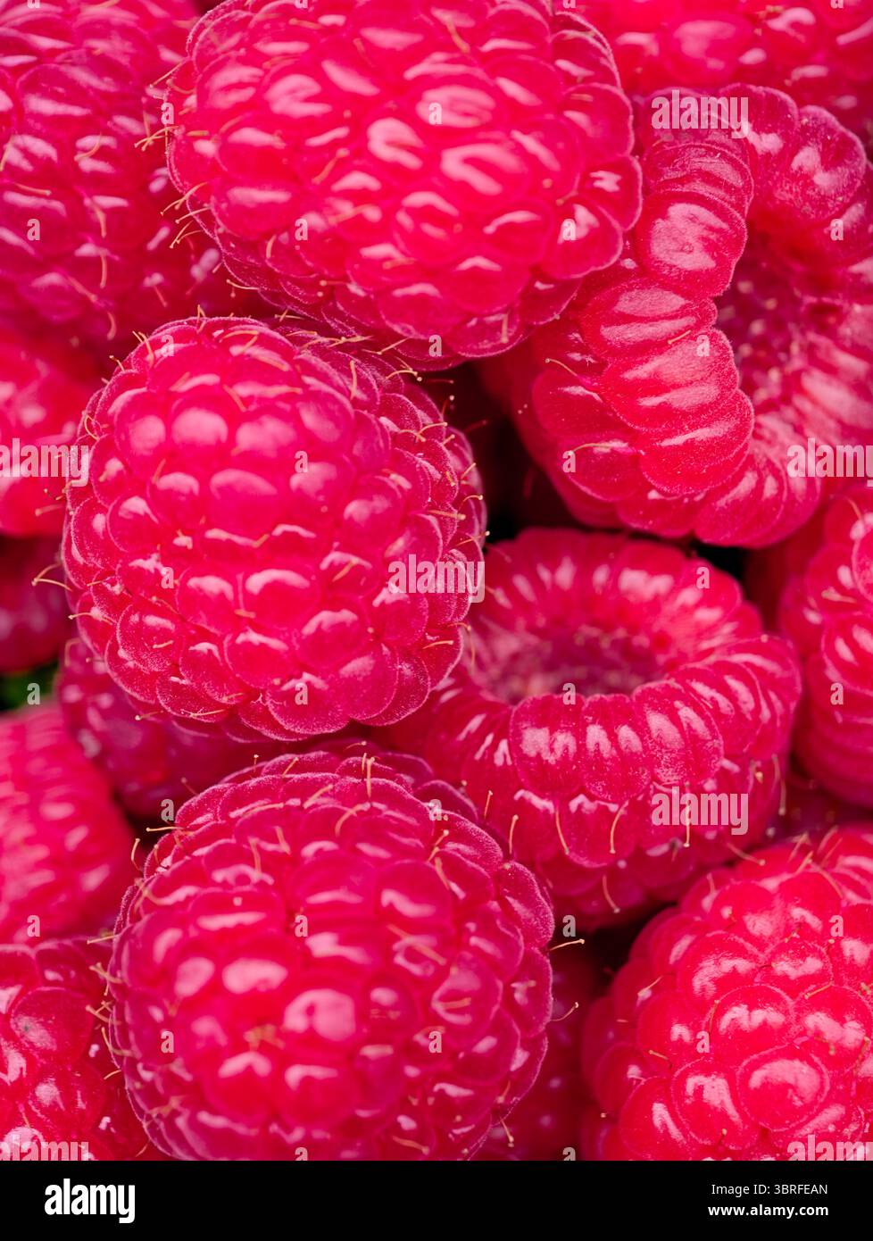 Fresh Ripe Raspberries Close-Up – Vibrant Red Berry Texture Vertical ...