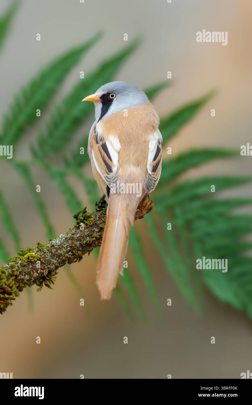 bearded reedling Panurus biarmicus Stock Photo - Alamy