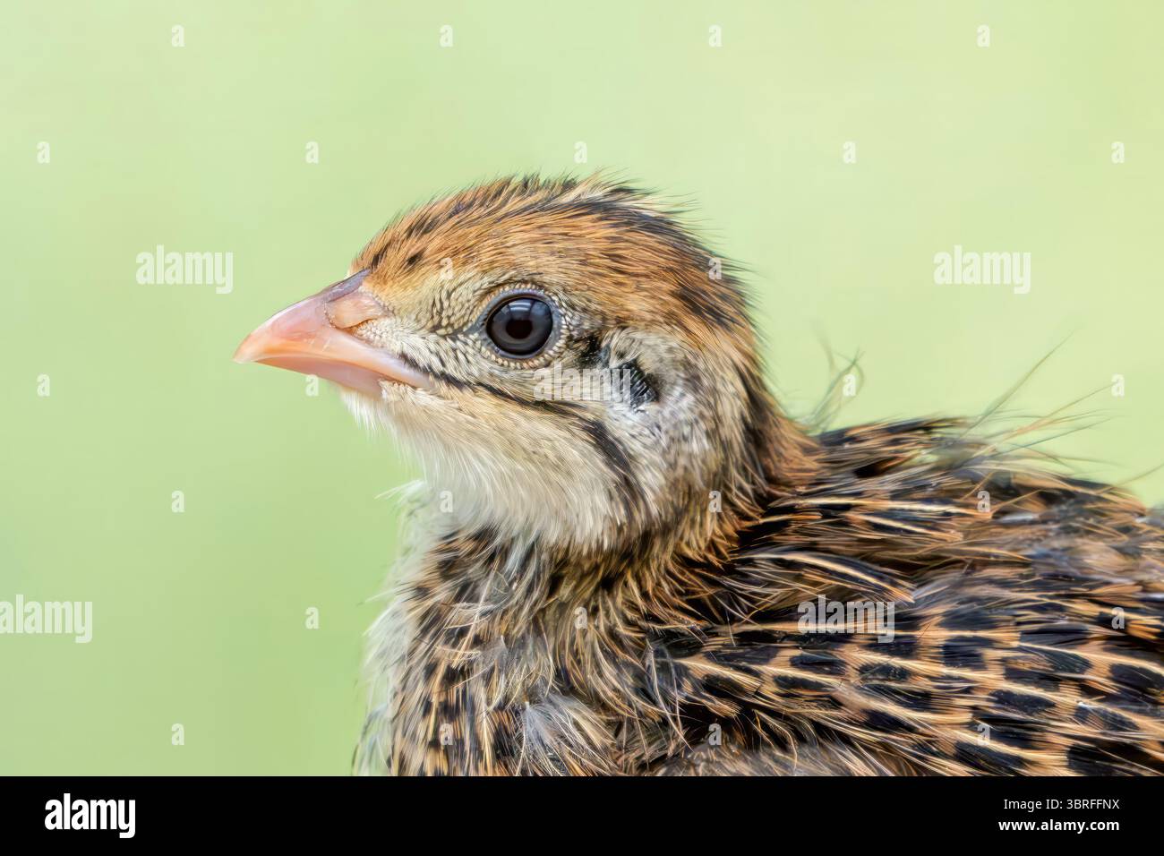 Caille de madagascar hi-res stock photography and images - Alamy