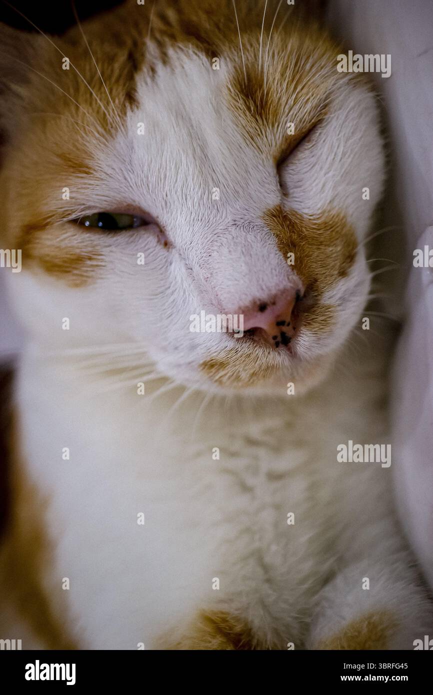 Half shut eye hi-res stock photography and images - Alamy