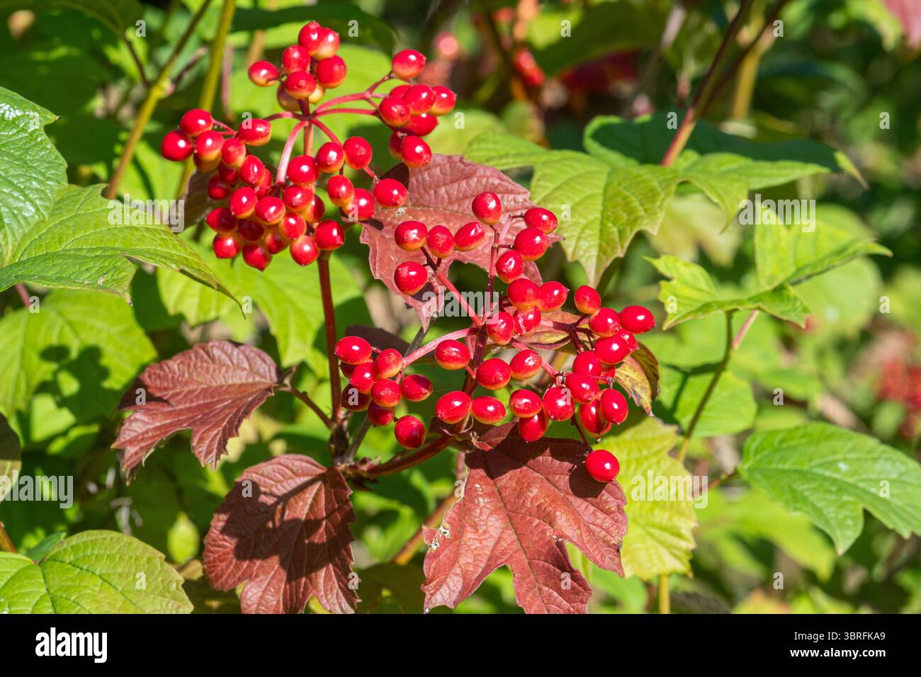 Red berries of guelder rose (Viburnum opulus), fruits of the deciduous ...