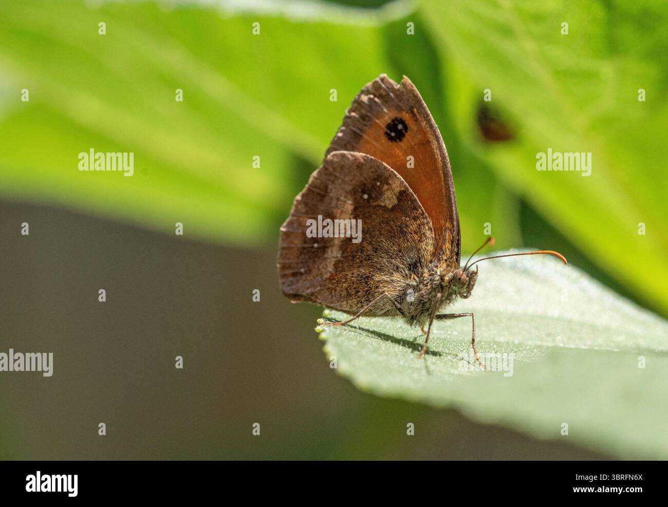 Insects on flower heads hi-res stock photography and images - Alamy