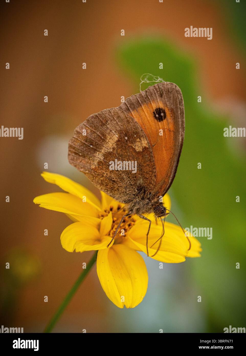 Lady bird on dahlia head hi-res stock photography and images - Alamy