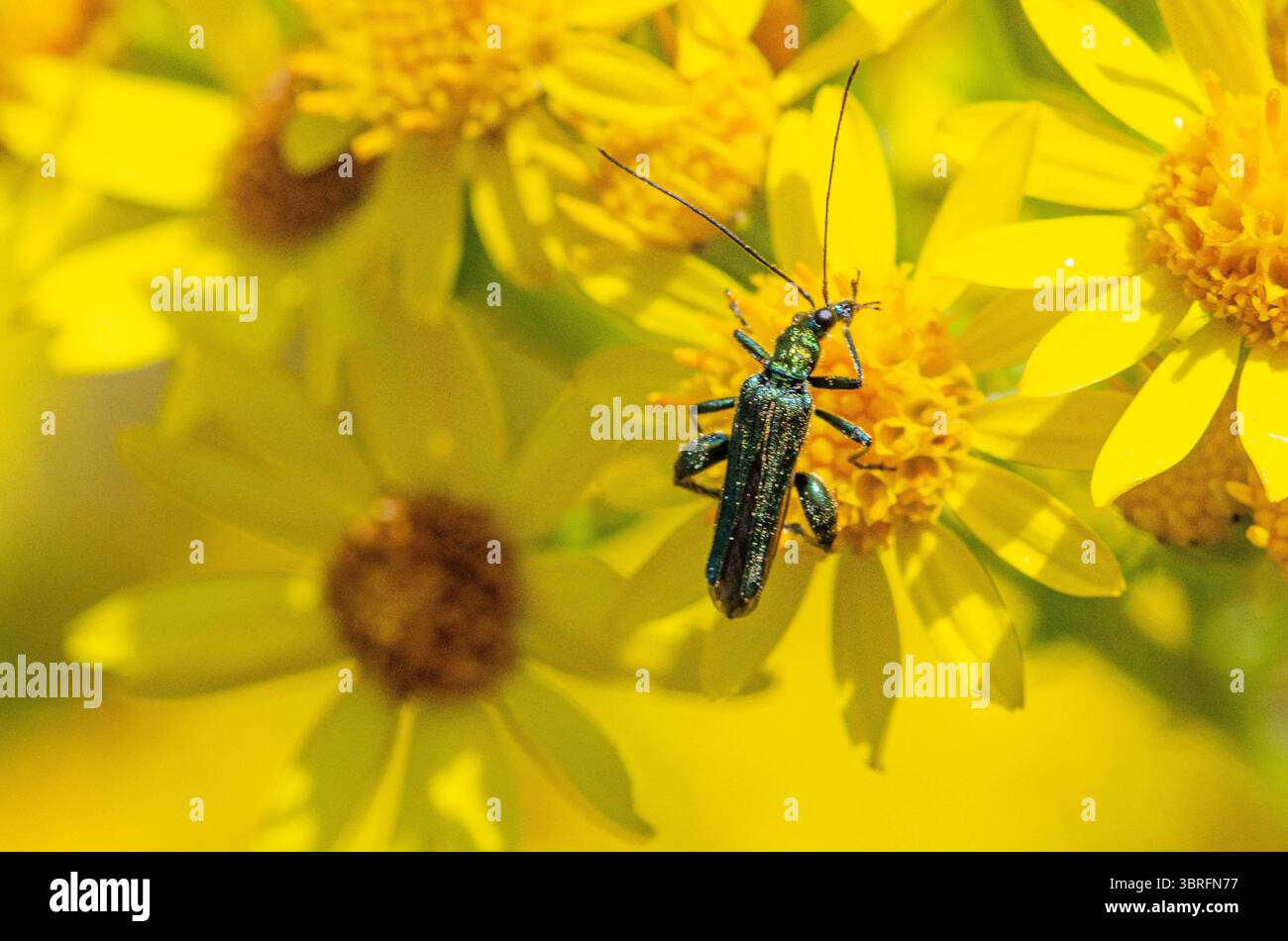 Insects on flower heads taken with a macro lens Stock Photo - Alamy