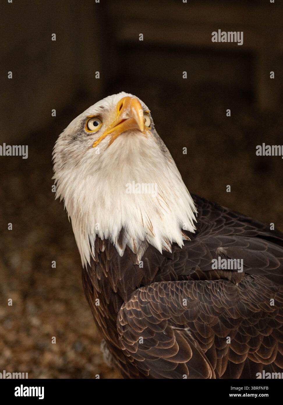 Birds of Prey in captivity Stock Photo - Alamy