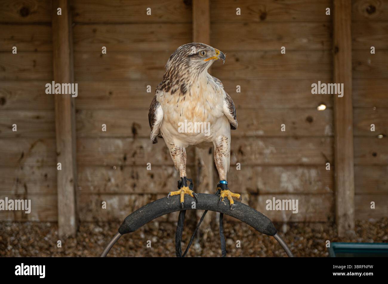 Birds of Prey in captivity Stock Photo - Alamy
