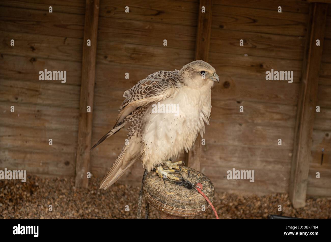 Birds of Prey in captivity Stock Photo - Alamy