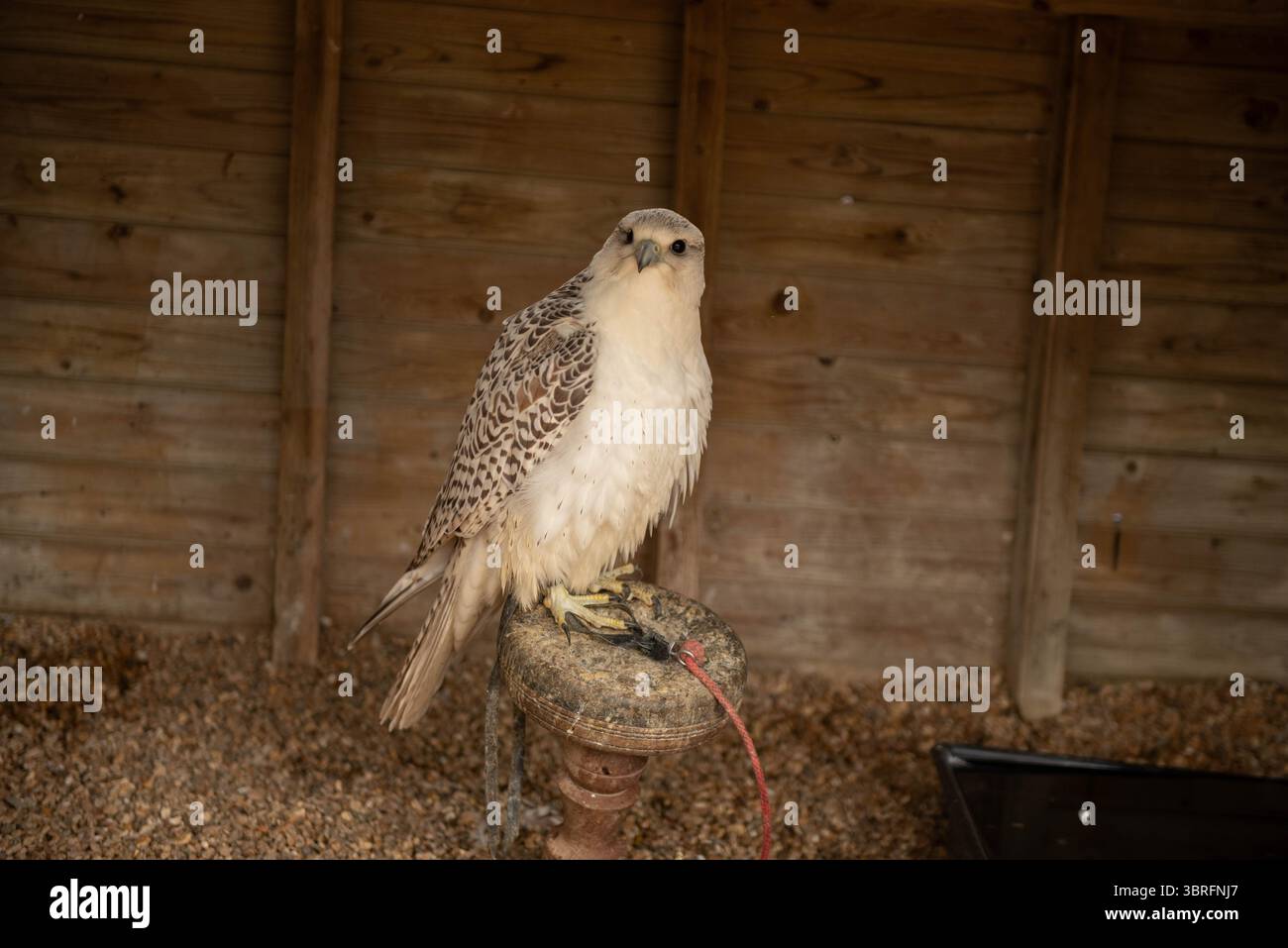 Birds of Prey in captivity Stock Photo - Alamy