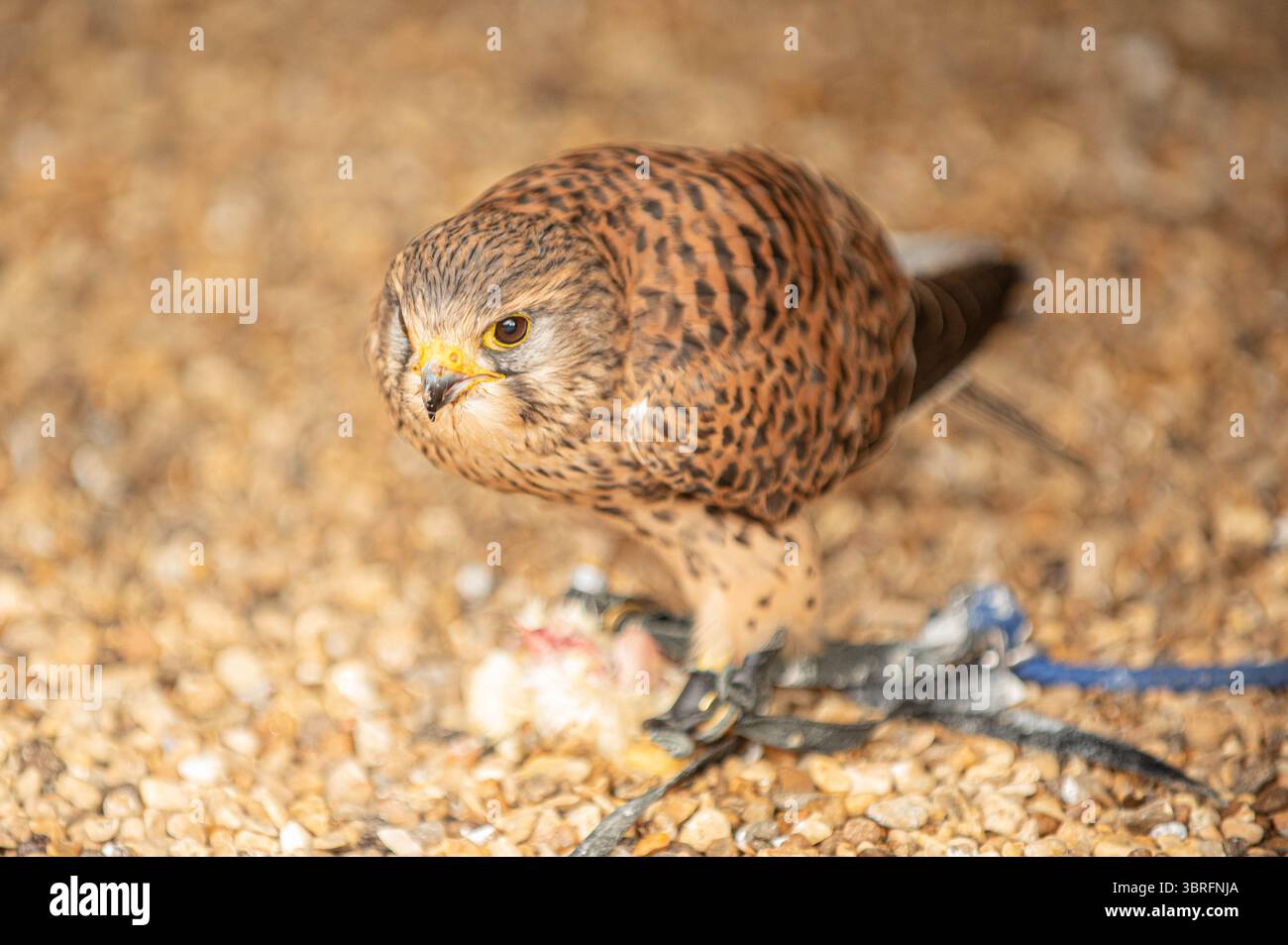 Birds of Prey in captivity Stock Photo - Alamy