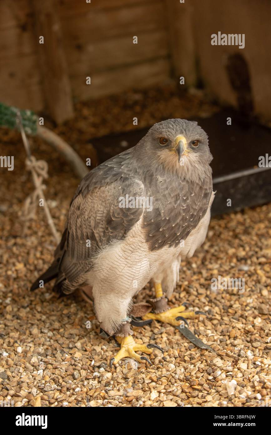 Birds of Prey in captivity Stock Photo - Alamy