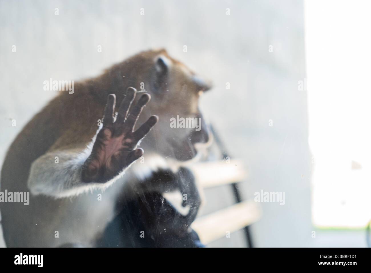 Monkey glass hi-res stock photography and images - Alamy