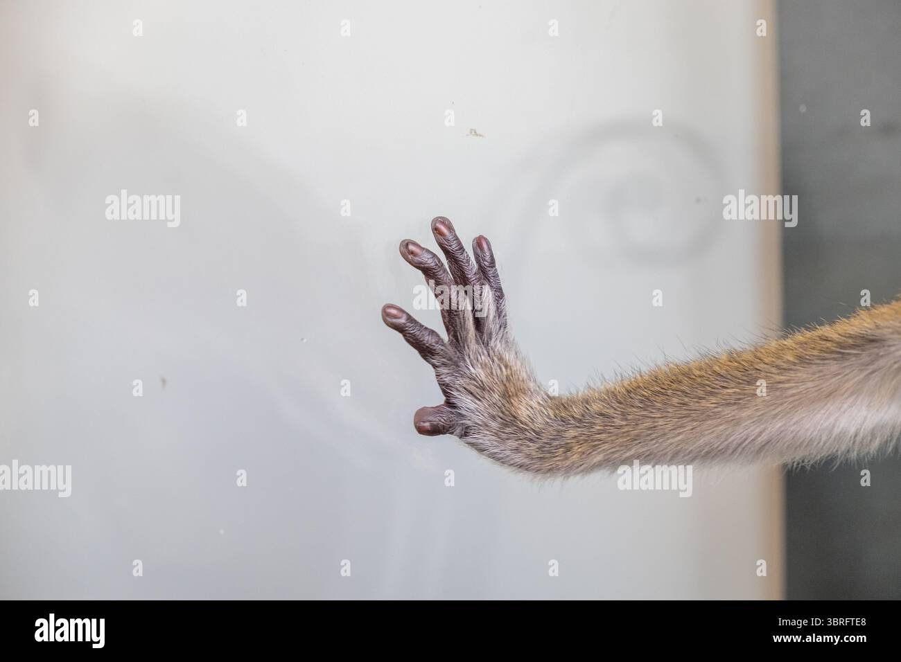 Trapped Primate Hand Behind Glass Stock Photo - Alamy