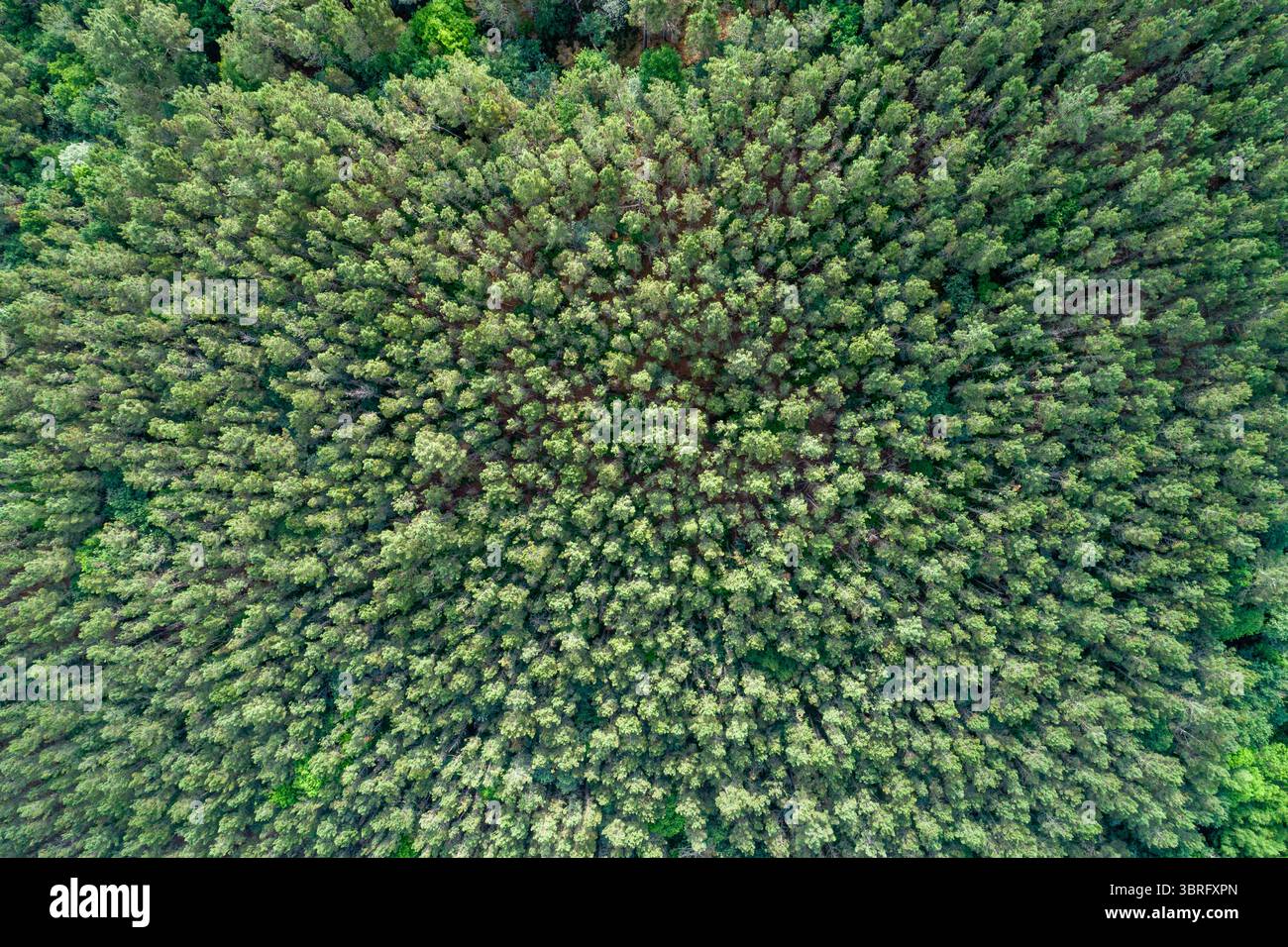 Aerial view lush eucalyptus forest hi-res stock photography and images ...