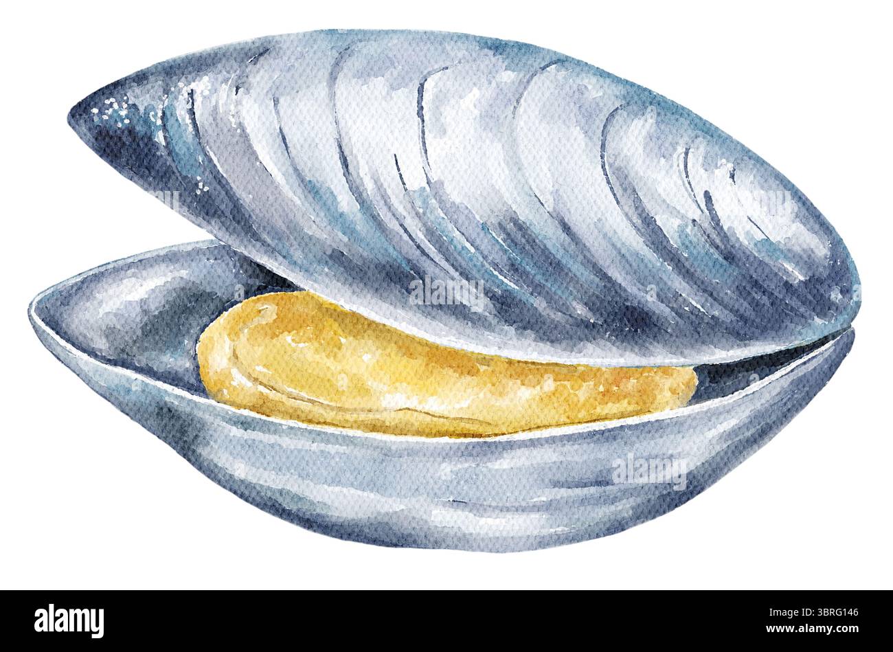 Blue mussel watercolor illustration with open shell and yellow flesh ...