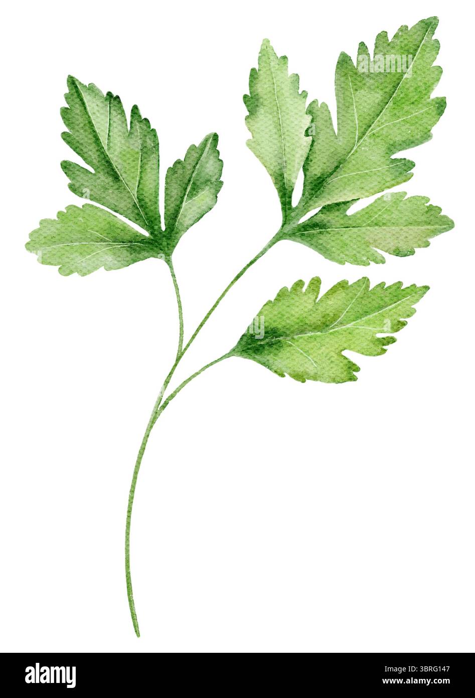 Fresh parsley watercolor illustration with green leaves and thin stem ...