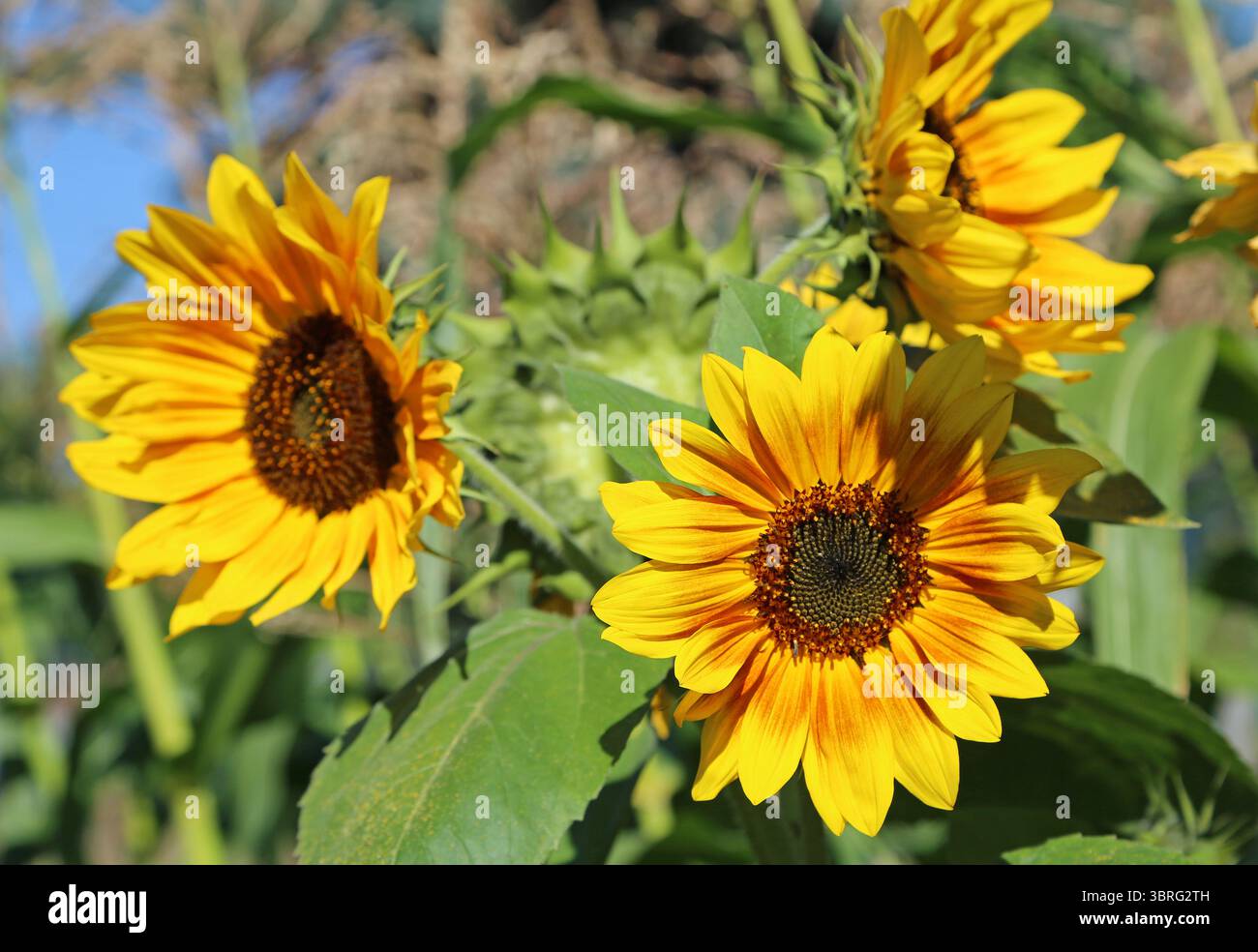 Beautiful view three colors hi-res stock photography and images - Alamy