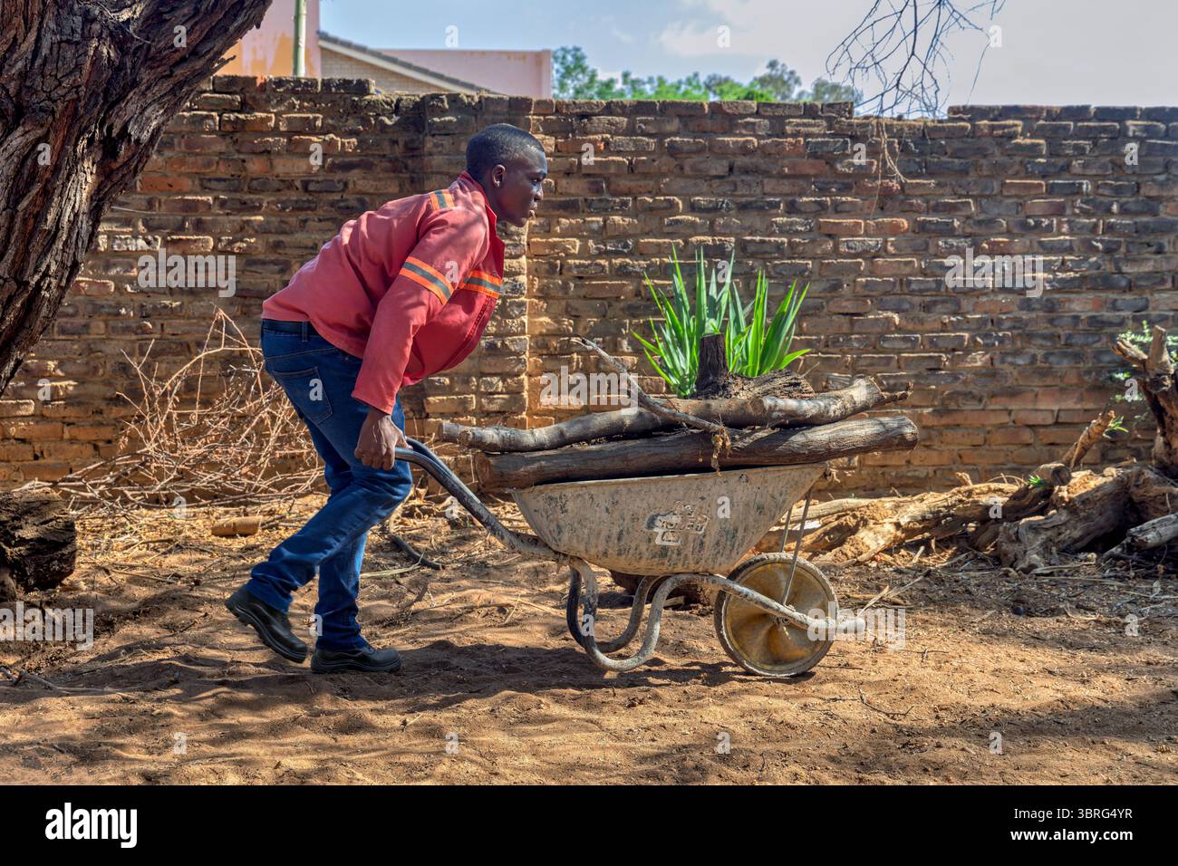 african man worker carry wood logs with a wheelbarrow, working outdoors ...