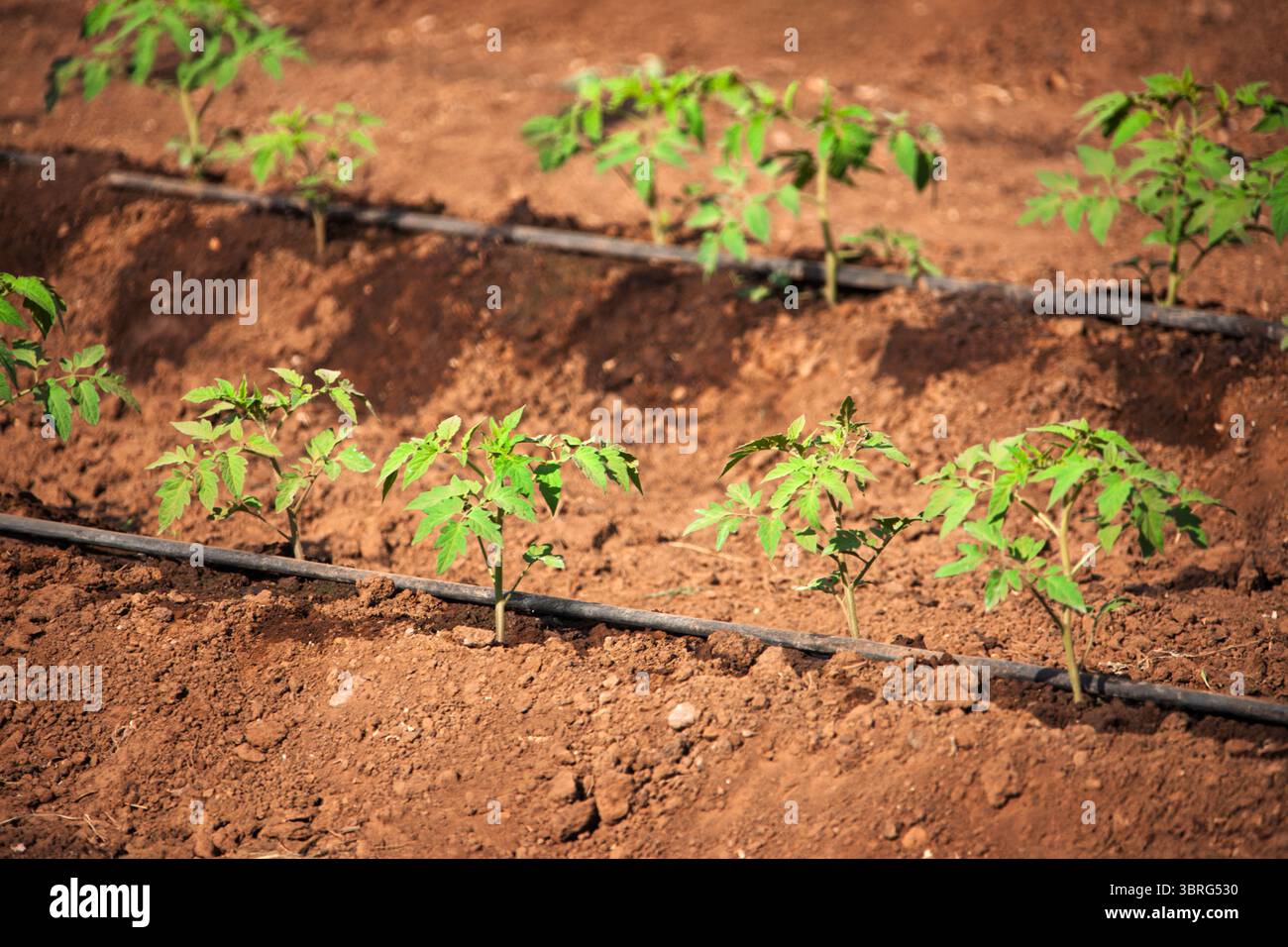 green tomatoes plants growing under a net in a greenhouse , protected ...