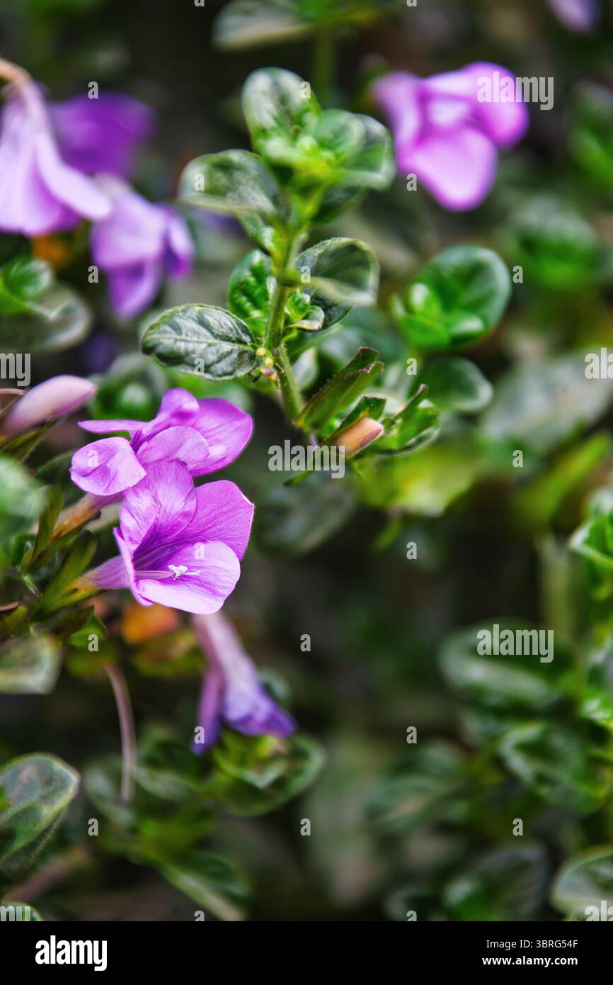 purple barleria cristata, optusa , flowering plants for your garden ...