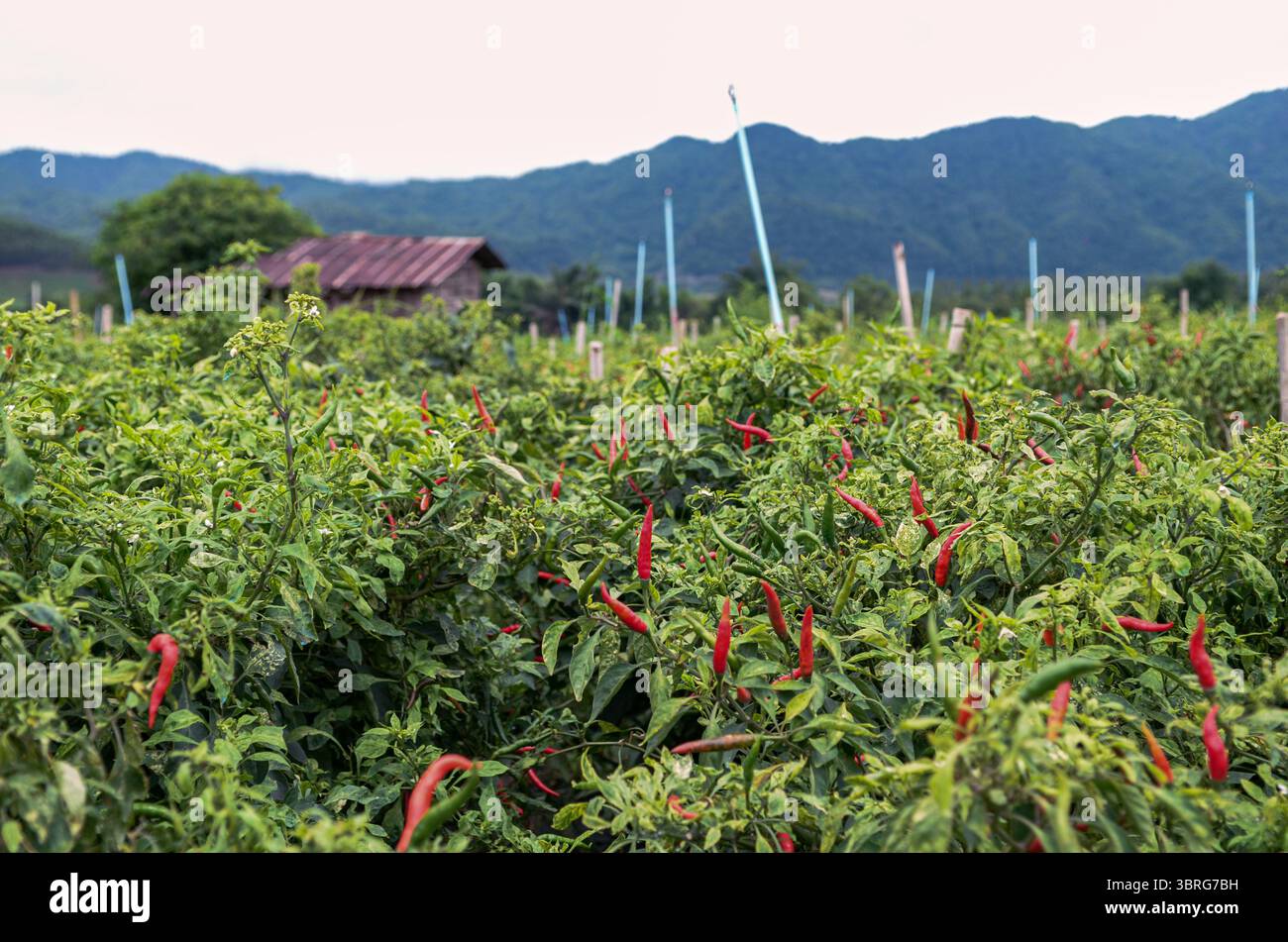 Ripe red and unripe green chili peppers are seen on plants in a field ...