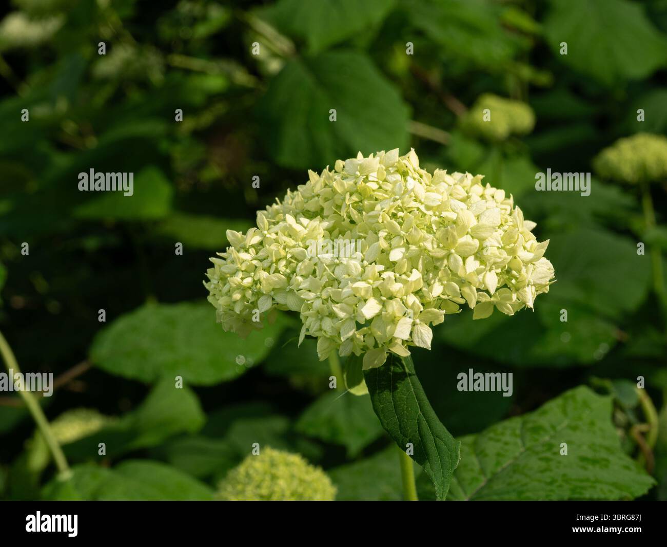 Wild hydrangea hi-res stock photography and images - Alamy