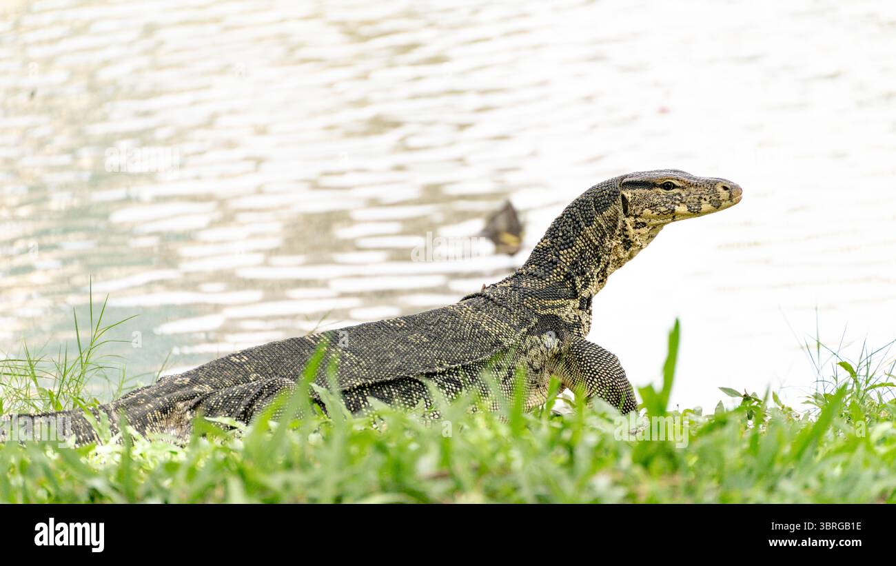 Monitor Lizard coming out of the lake in a Bangkok park Stock Photo - Alamy