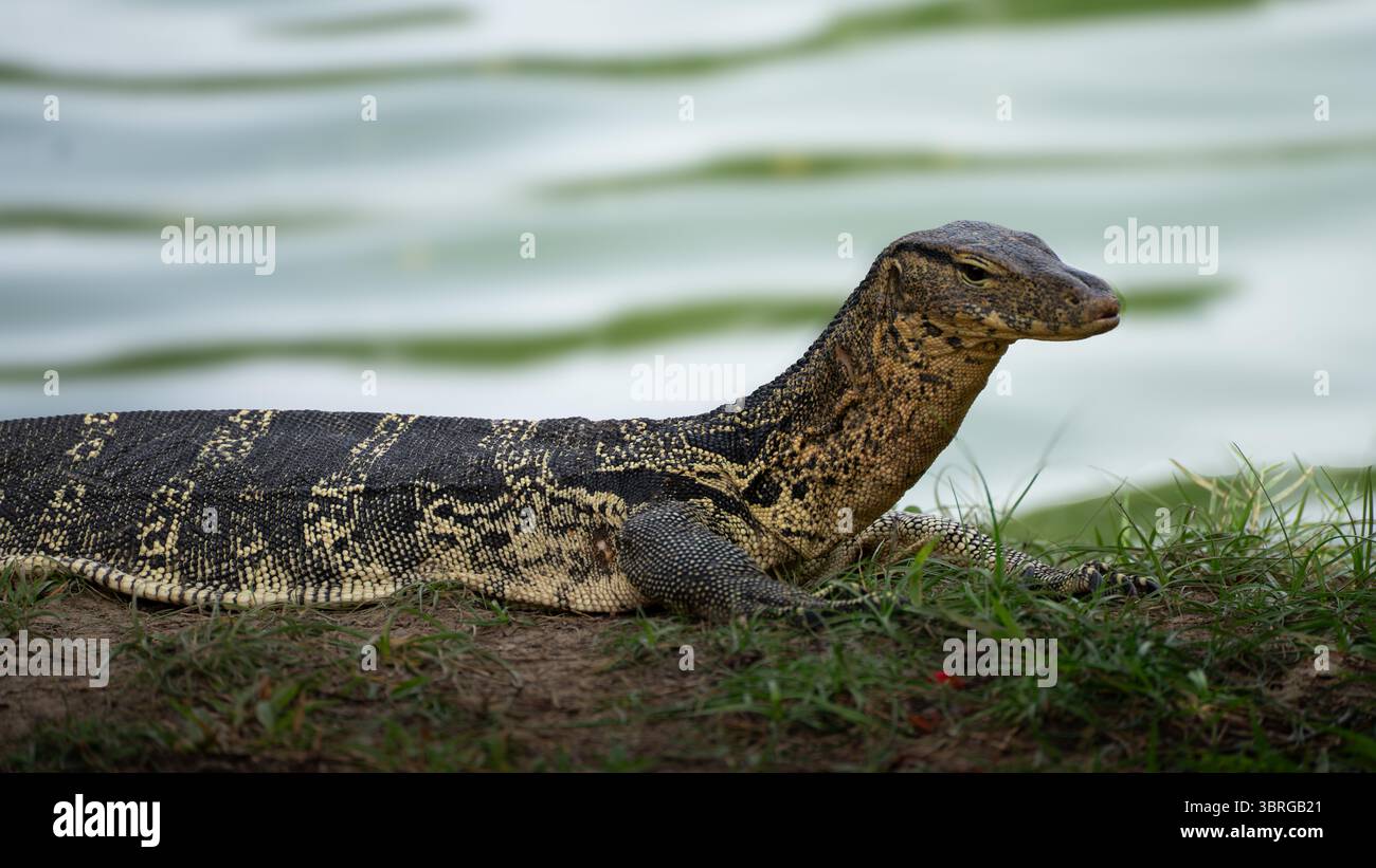 Giant lizard walking on hi-res stock photography and images - Alamy