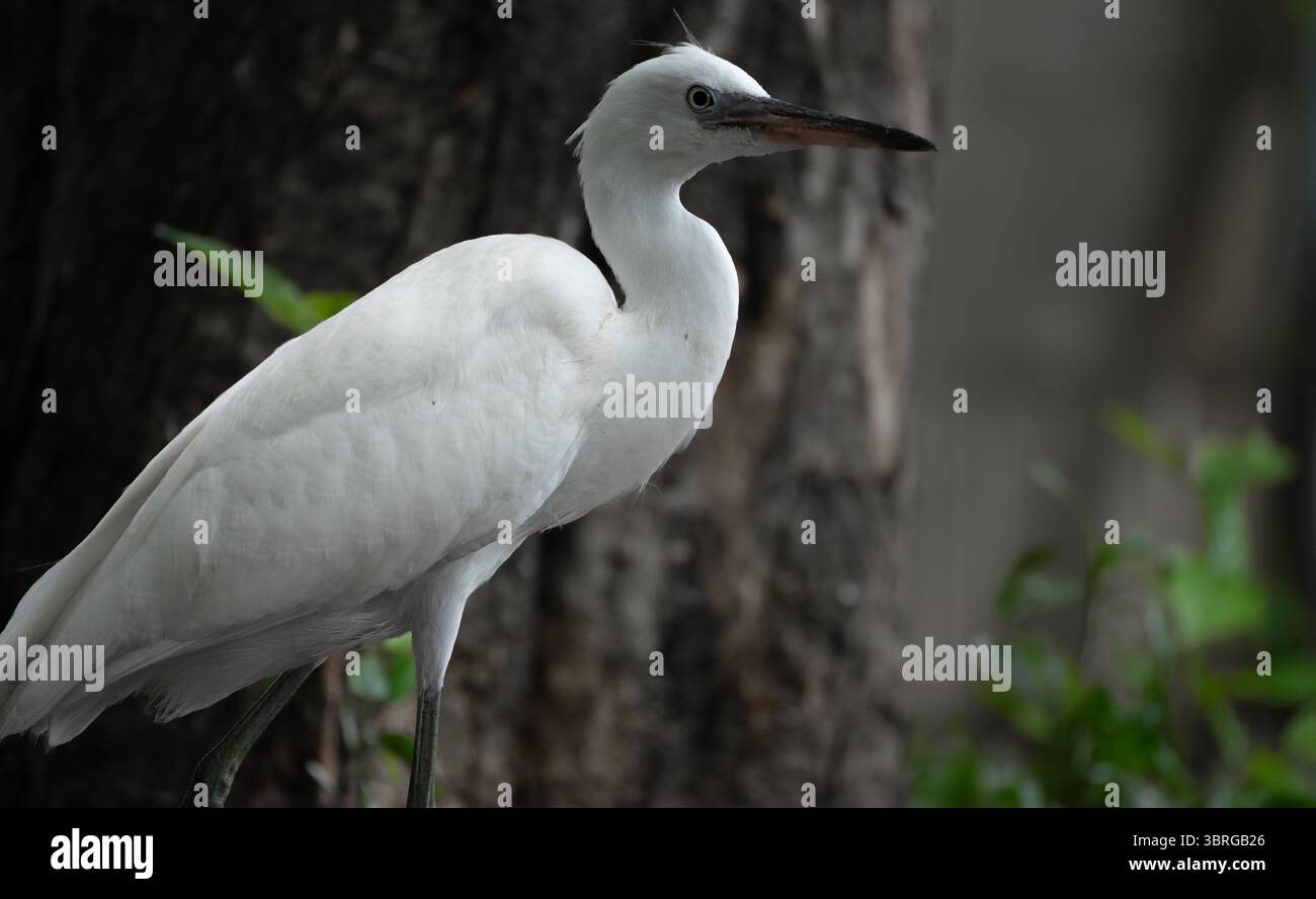 White Egret with tree background Stock Photo - Alamy