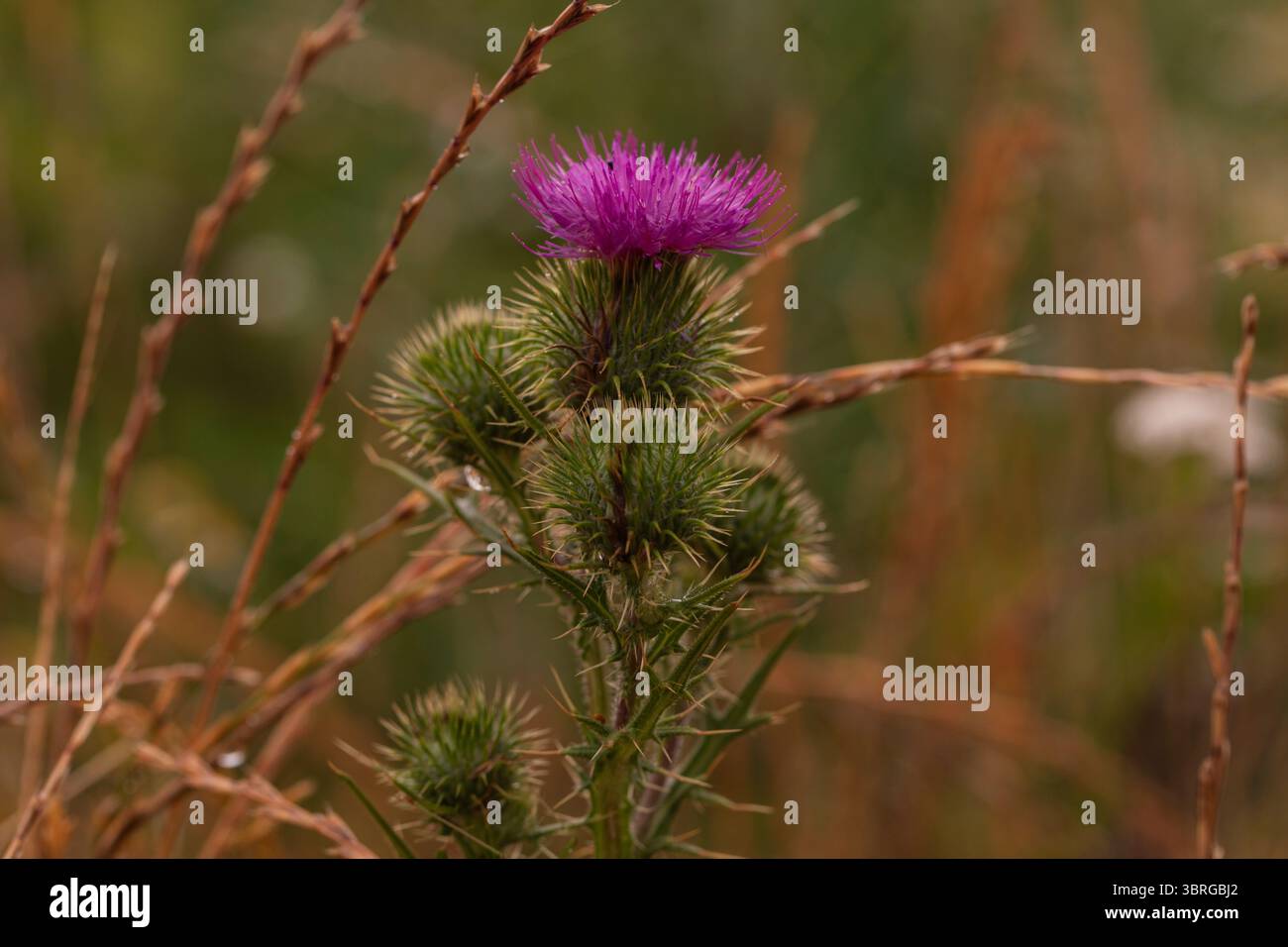 High resolution thistle photo hi-res stock photography and images - Alamy