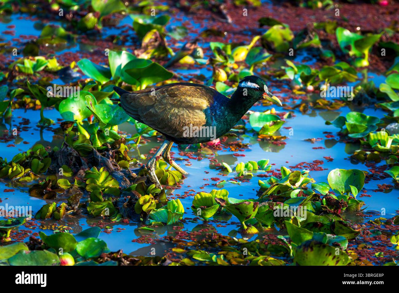 Bronze-Winged Jacana (Adult) at Kaziranga Wildlife Sanctuary, Assam ...